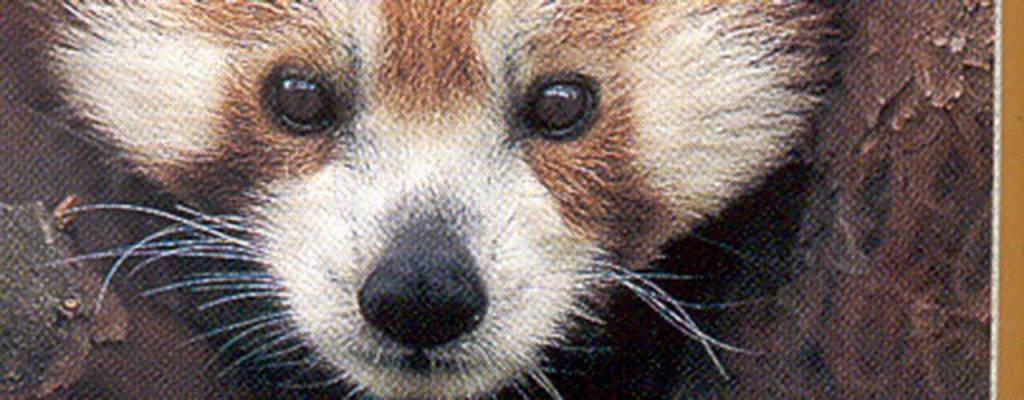 Red Panda In Manas - Ibex Expeditions | Ibex Expeditions